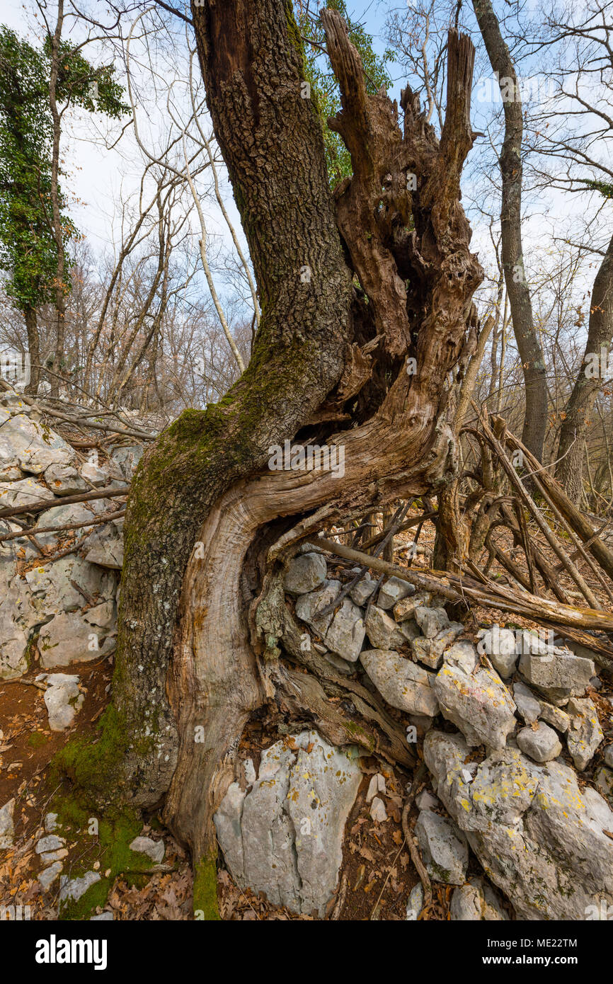Between oak leaf branches hi-res stock photography and images - Alamy