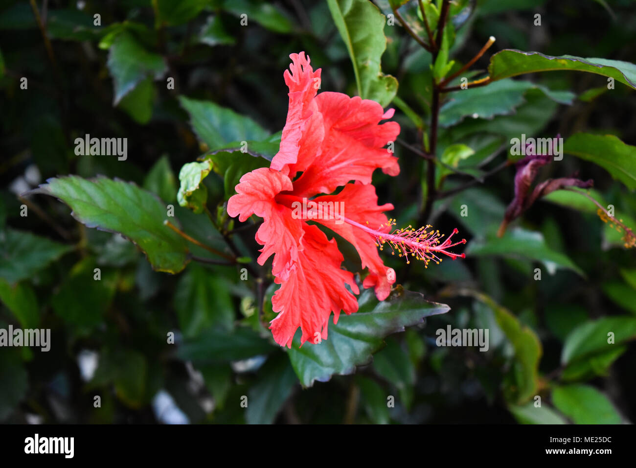 Side view red hibiscus flower hi-res stock photography and images - Alamy