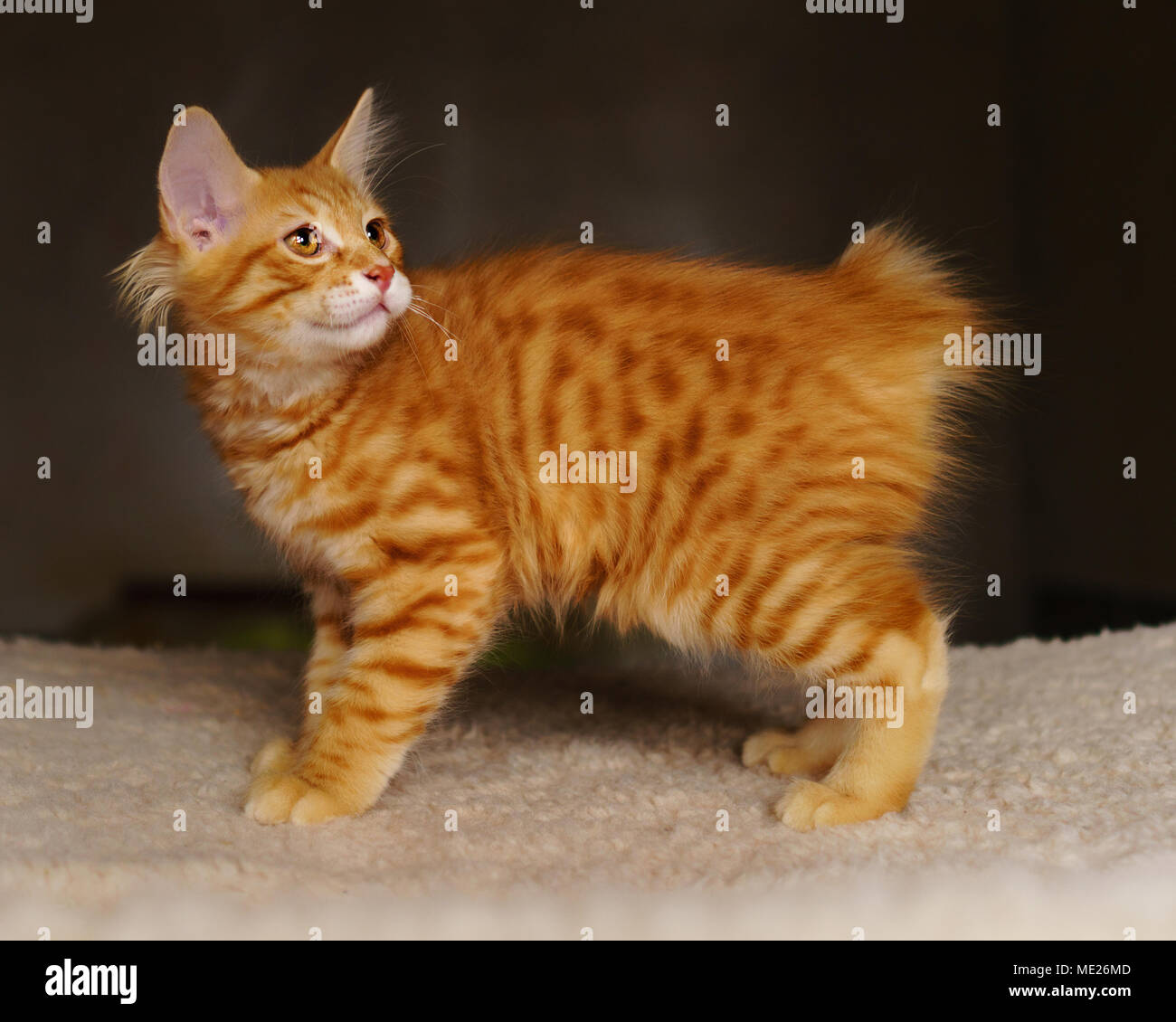 Lovely red thoroughbred kitten. Breed Kurilian Bobtail. Hypoallergenic ...