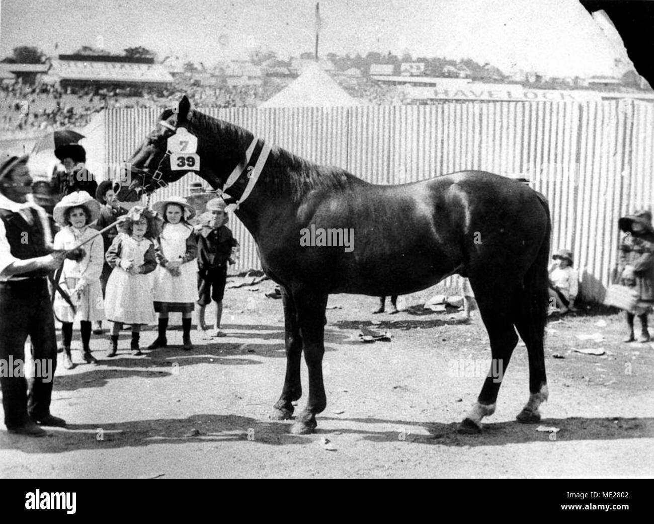 Prize winning horse hi-res stock photography and images - Alamy