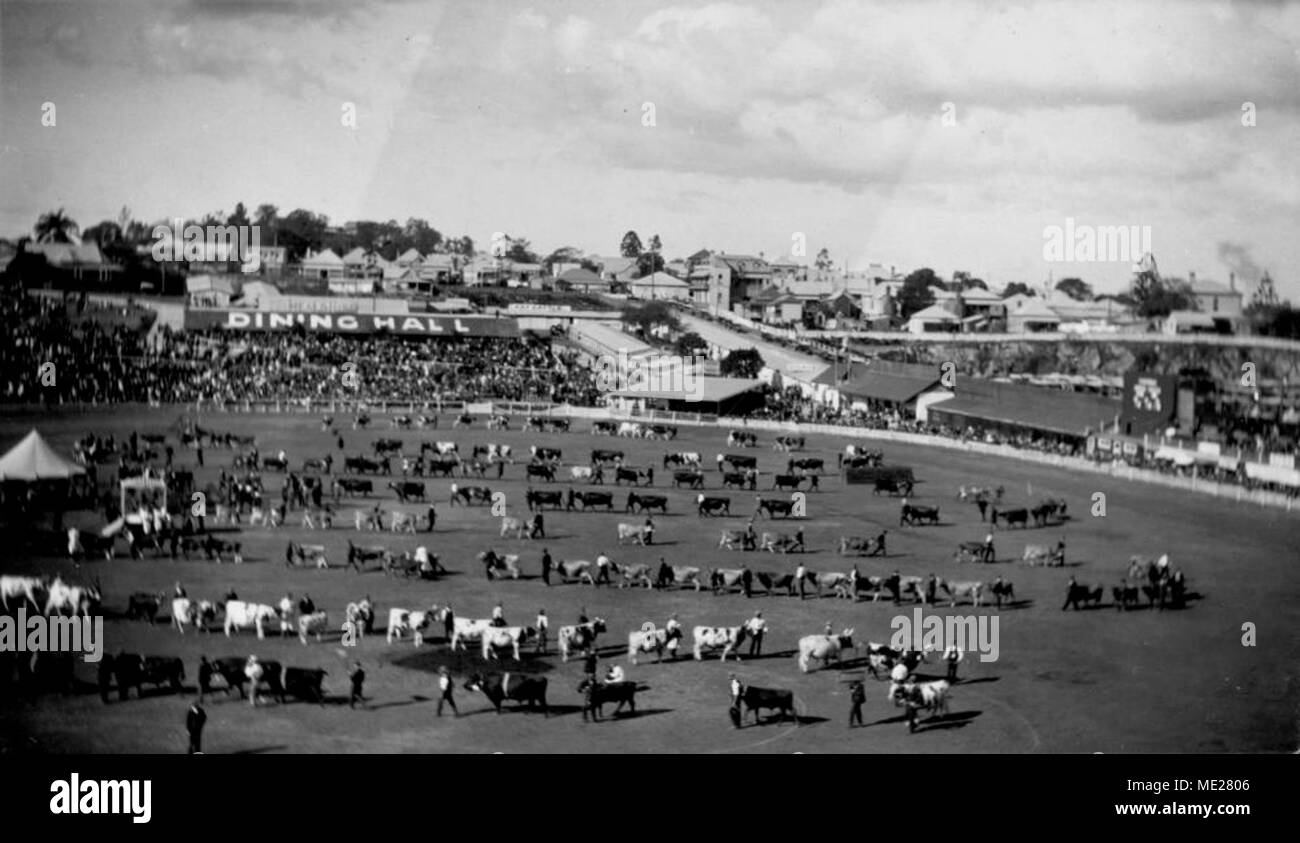 Cattle parading in the show ring in front of a Stock Photo - Alamy