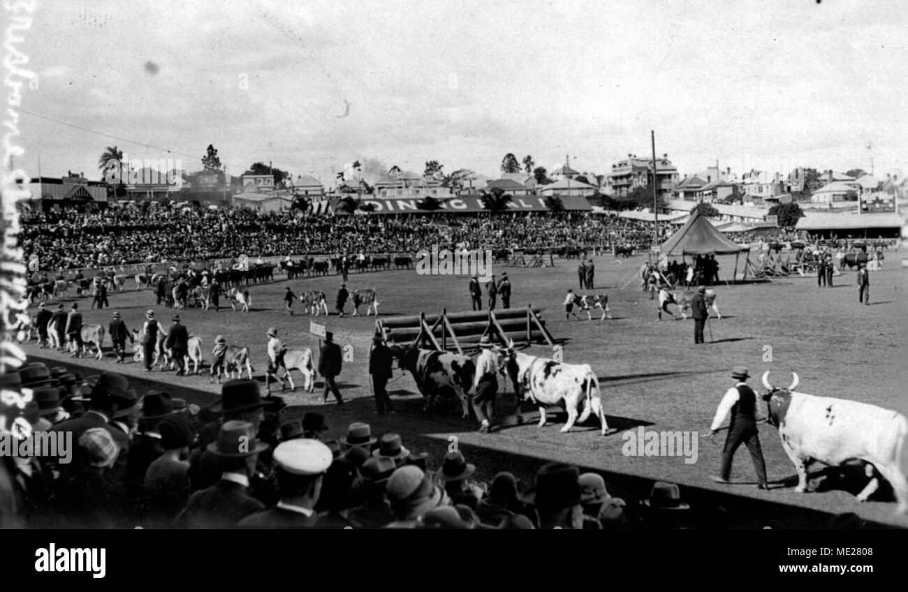 Cattle on parade in the Grand Parade, Exhibition Ground, Brisbane Stock ...