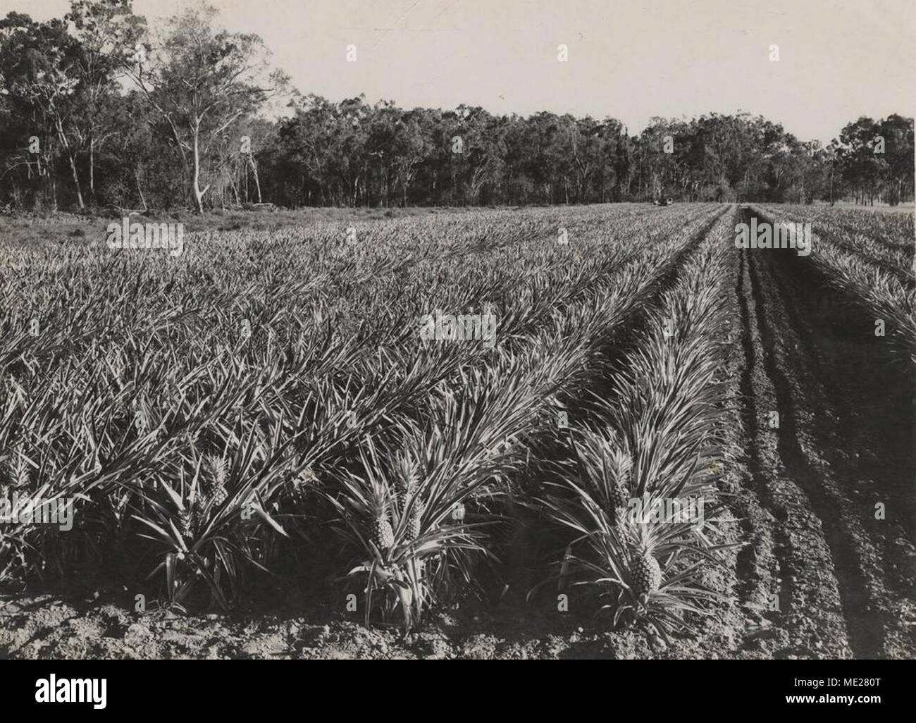 Bowen farm hi-res stock photography and images - Alamy
