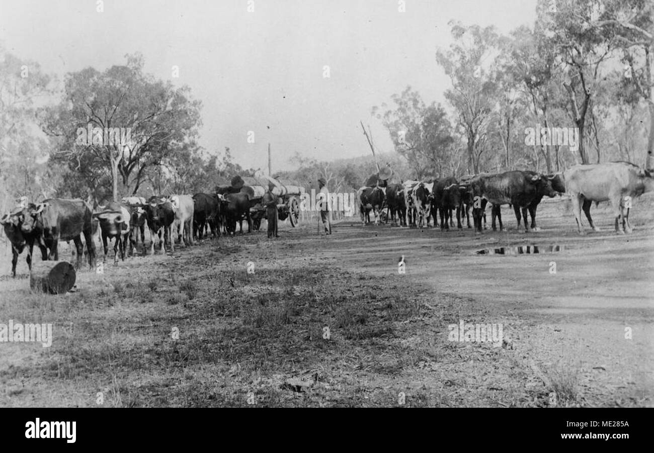 Two bullock teams hauling logs near Pratten Stock Photo - Alamy