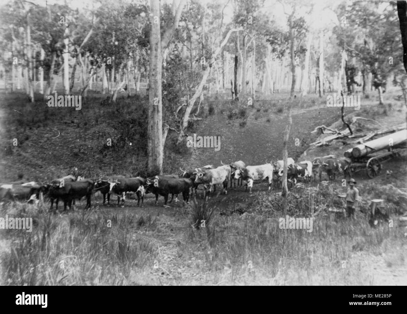 Australian bullock team hi-res stock photography and images - Alamy
