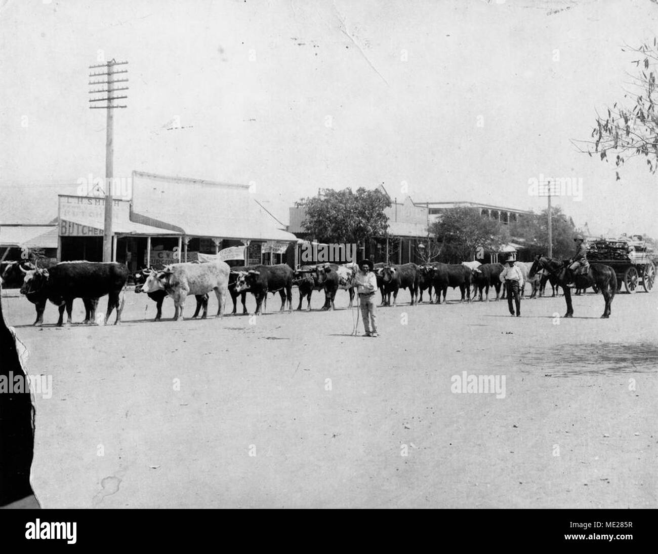 Australian bullock team hi-res stock photography and images - Alamy