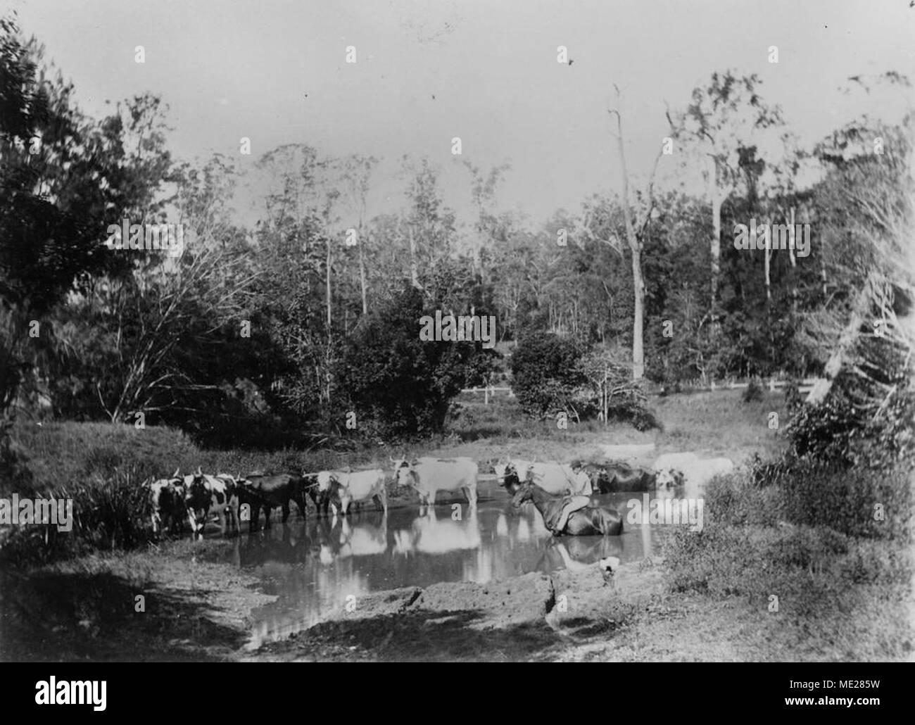 Bullocky hi-res stock photography and images - Alamy