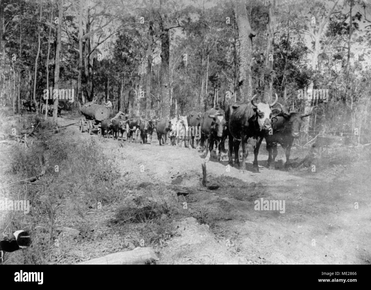 Bullock team hauling logs, Eudlo district, ca 1930 Stock Photo - Alamy