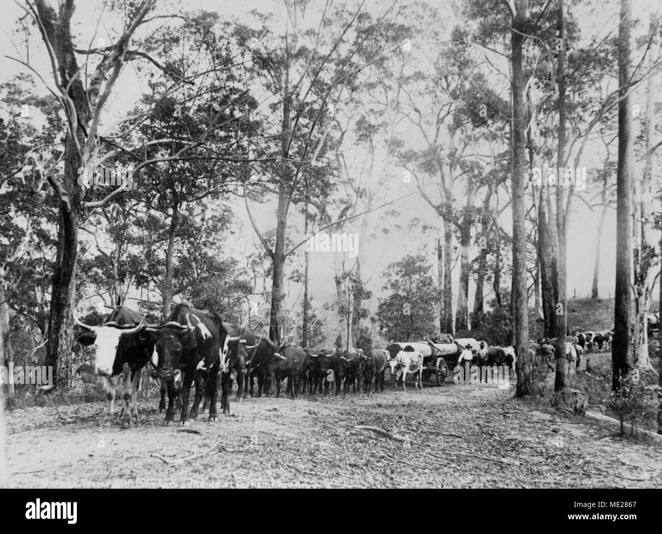 Bullock team hi-res stock photography and images - Alamy