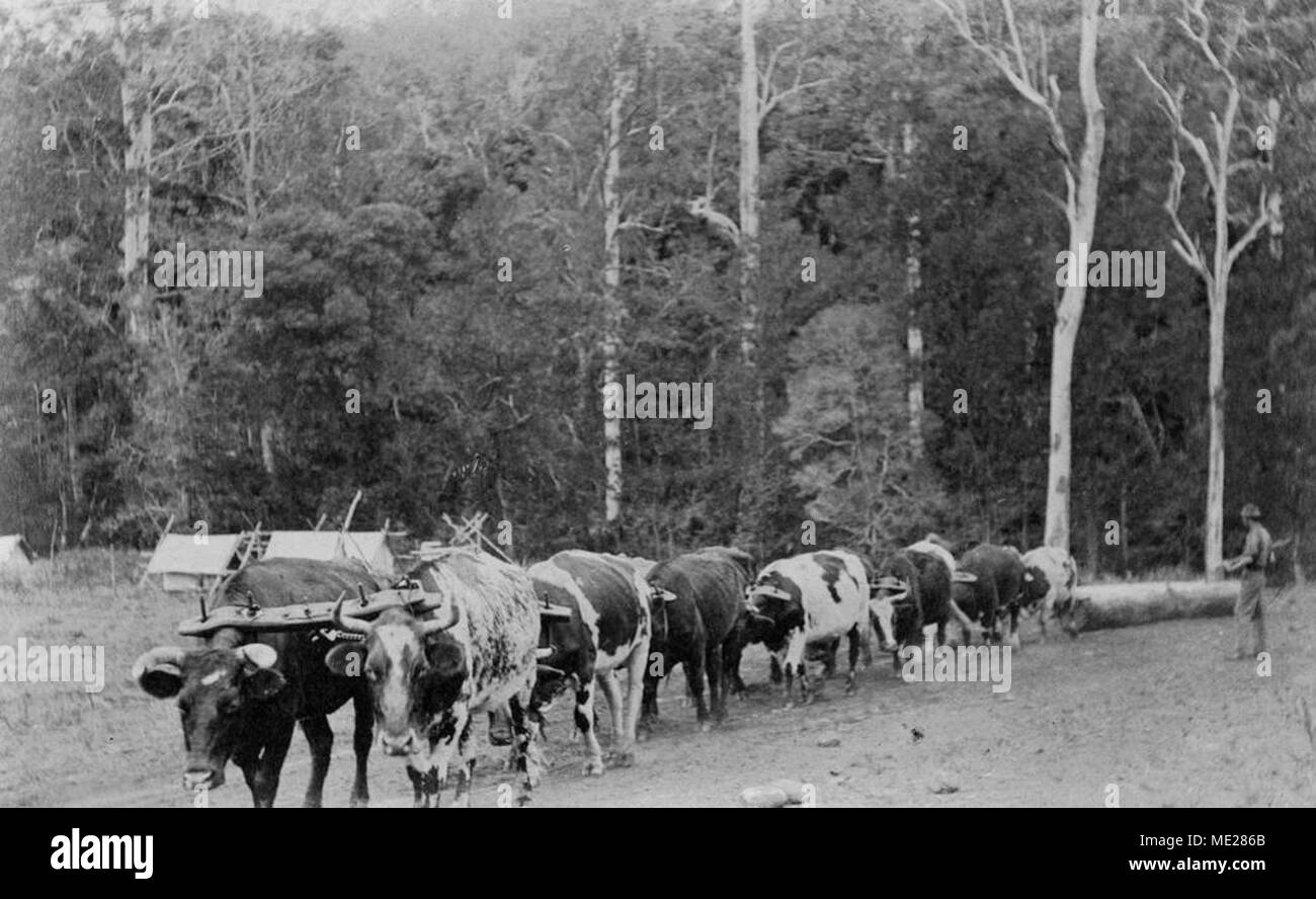 Australian bullock team hi-res stock photography and images - Alamy