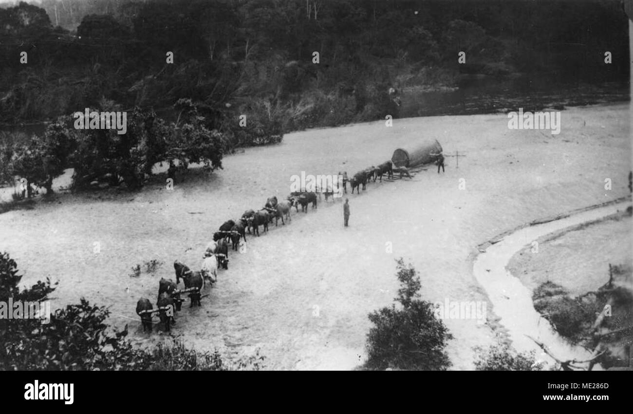 Bullock team pulling a log using rollers in the Cairns Stock Photo - Alamy