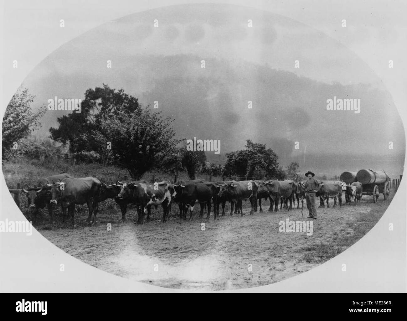 Bullock team hauling logs in the Byangum district, ca 1911 Stock Photo ...