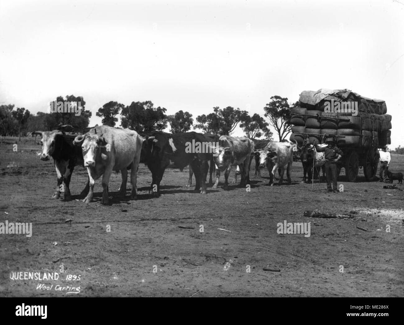 Bullock team pulling a wagon loaded with wool from Dillalah Stock Photo ...