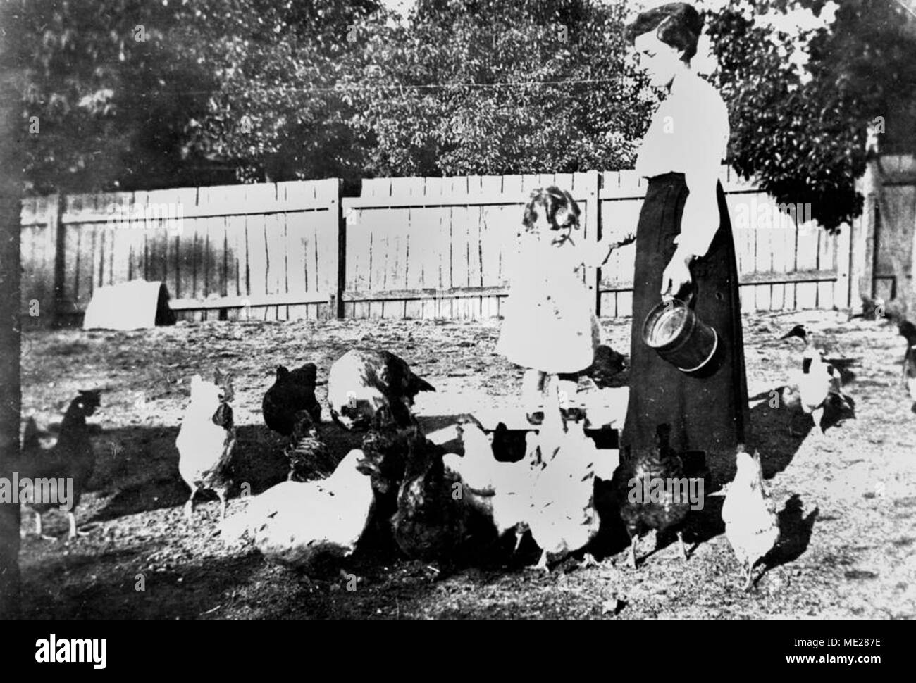 Chooks hi-res stock photography and images - Alamy