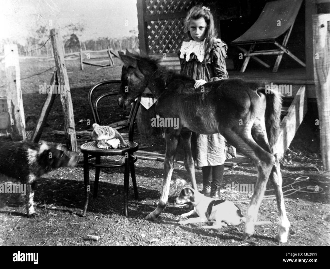 Collection menagerie hi-res stock photography and images - Alamy