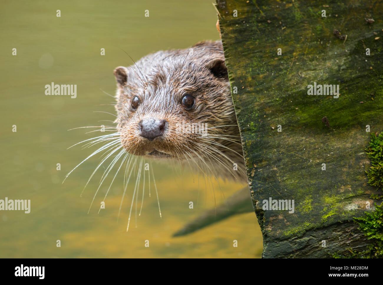 European otter (Lutra lutra) looks from a hollow tree trunk, captive ...