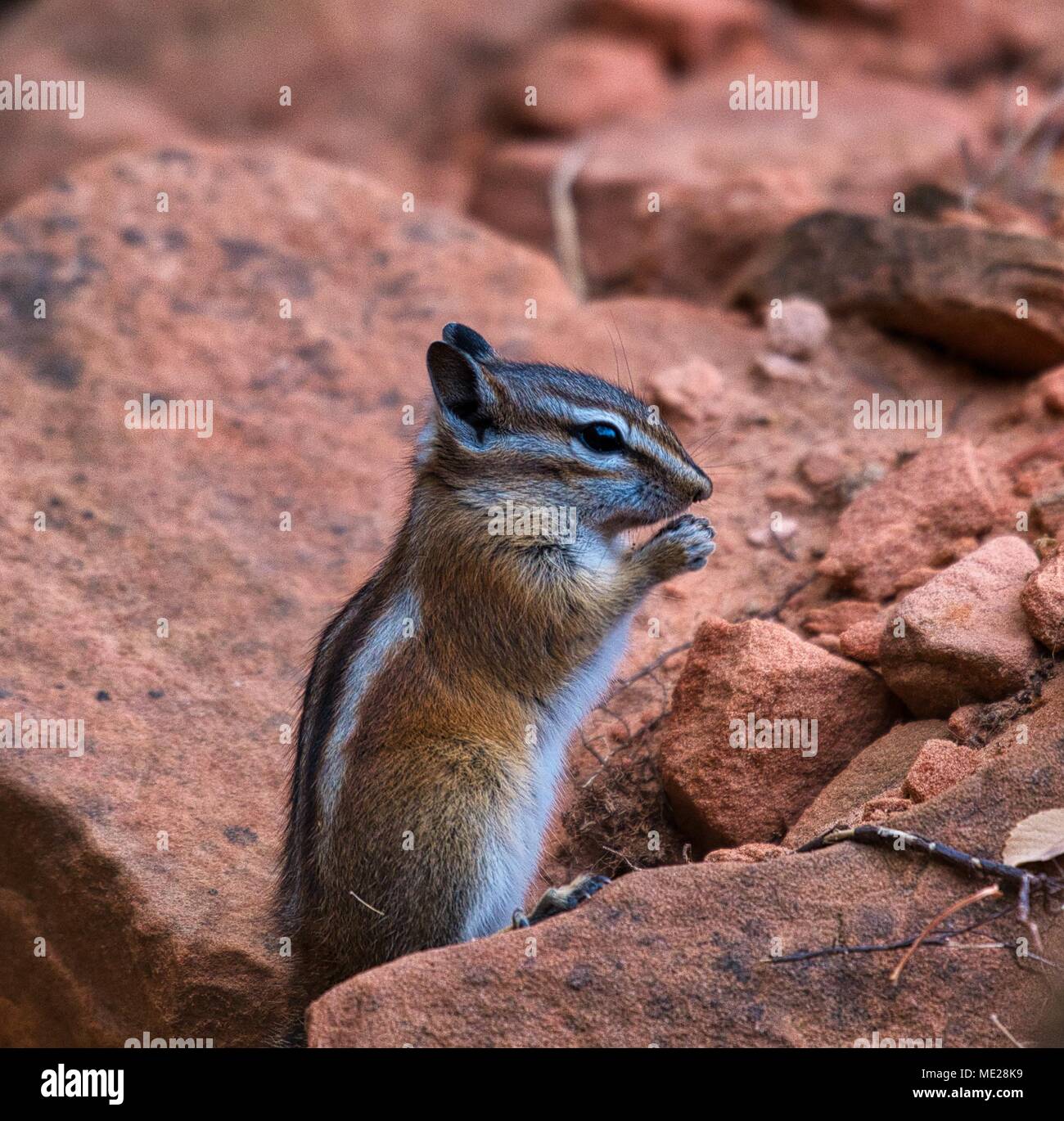 Chipmunk nibbling in Utah Stock Photo - Alamy