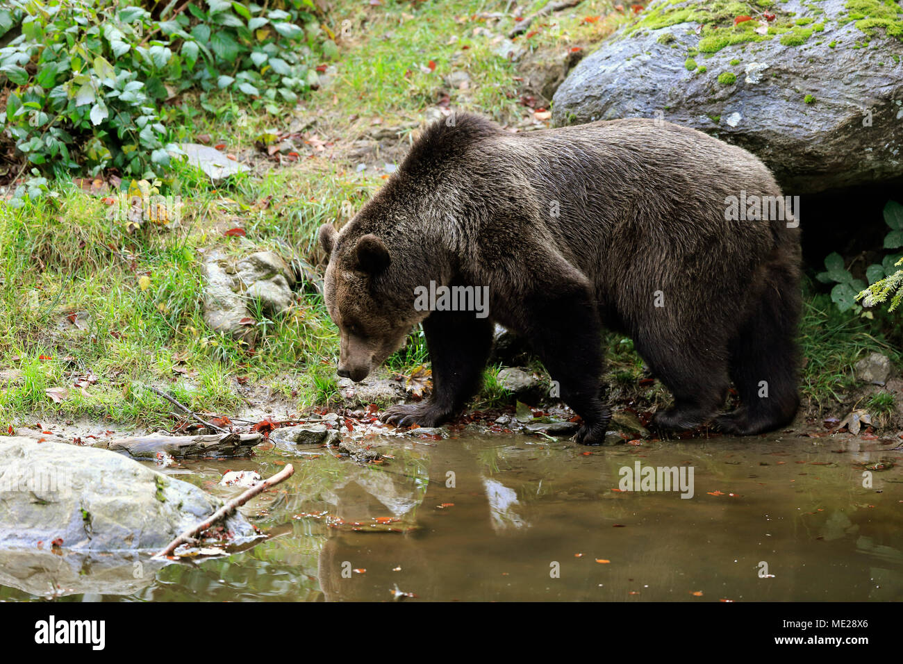 Female european brown bear hi-res stock photography and images - Alamy