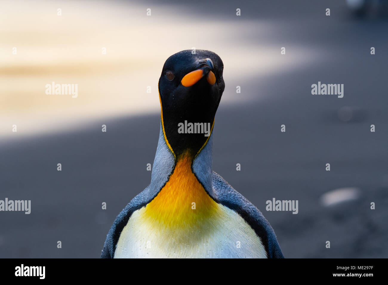 Penguin watching antarctica hi-res stock photography and images - Alamy