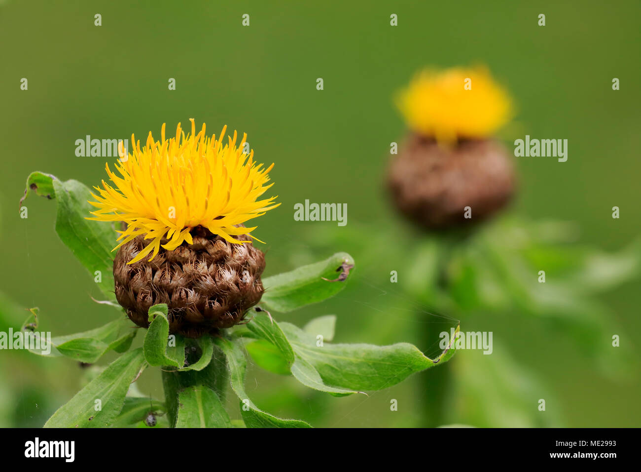 Globe knapweed (Centaurea macrocephala), yellow blossom, Germany Stock ...