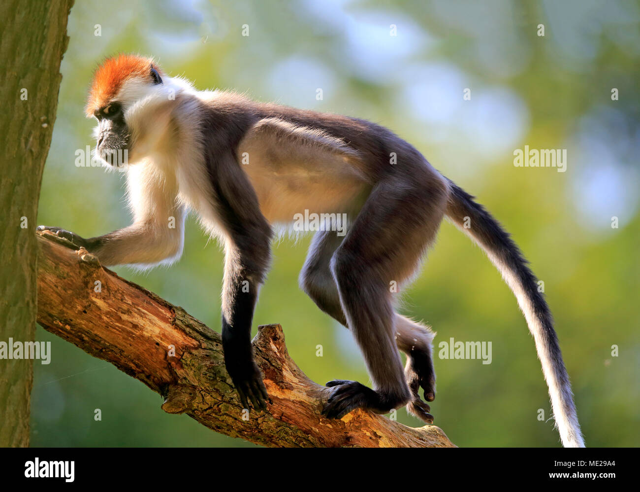 Cercocebus torquatus torquatus hi-res stock photography and images - Alamy