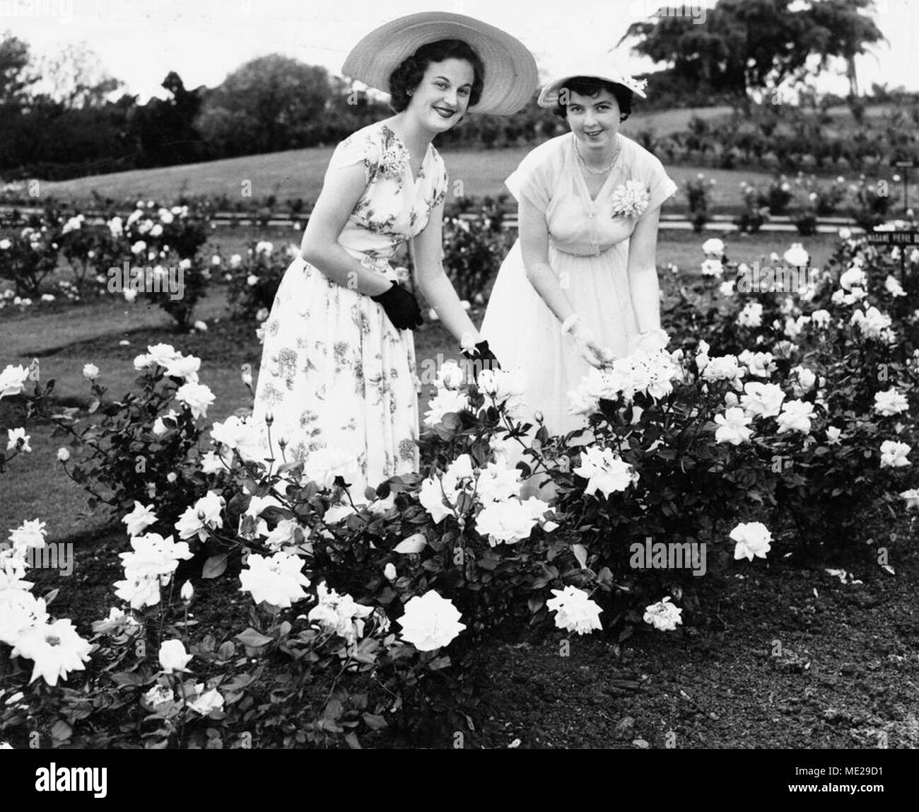 Rose p Black and White Stock Photos & Images - Alamy