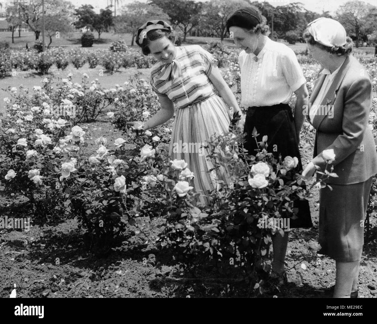 Mrs Roberts stands between two friends in the rose garden Stock Photo ...