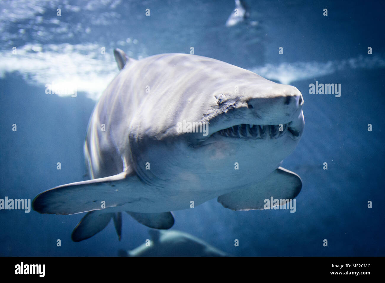 Spanish shark hi-res stock photography and images - Alamy