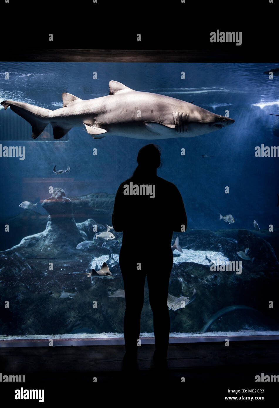 Person in front of an aquarium with a Shark (Selachimorpha), Sevilla ...