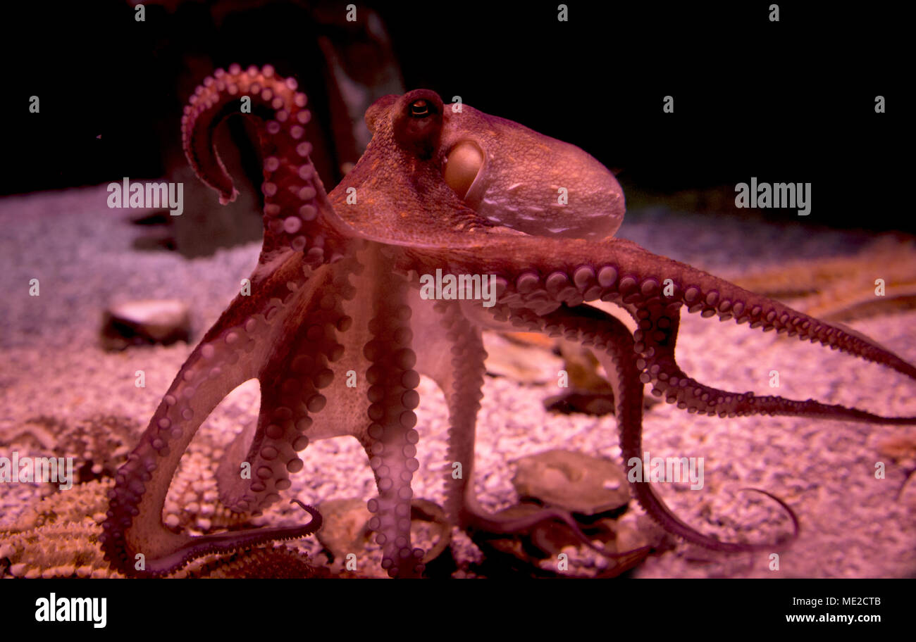 Octopus underwater hi-res stock photography and images - Alamy
