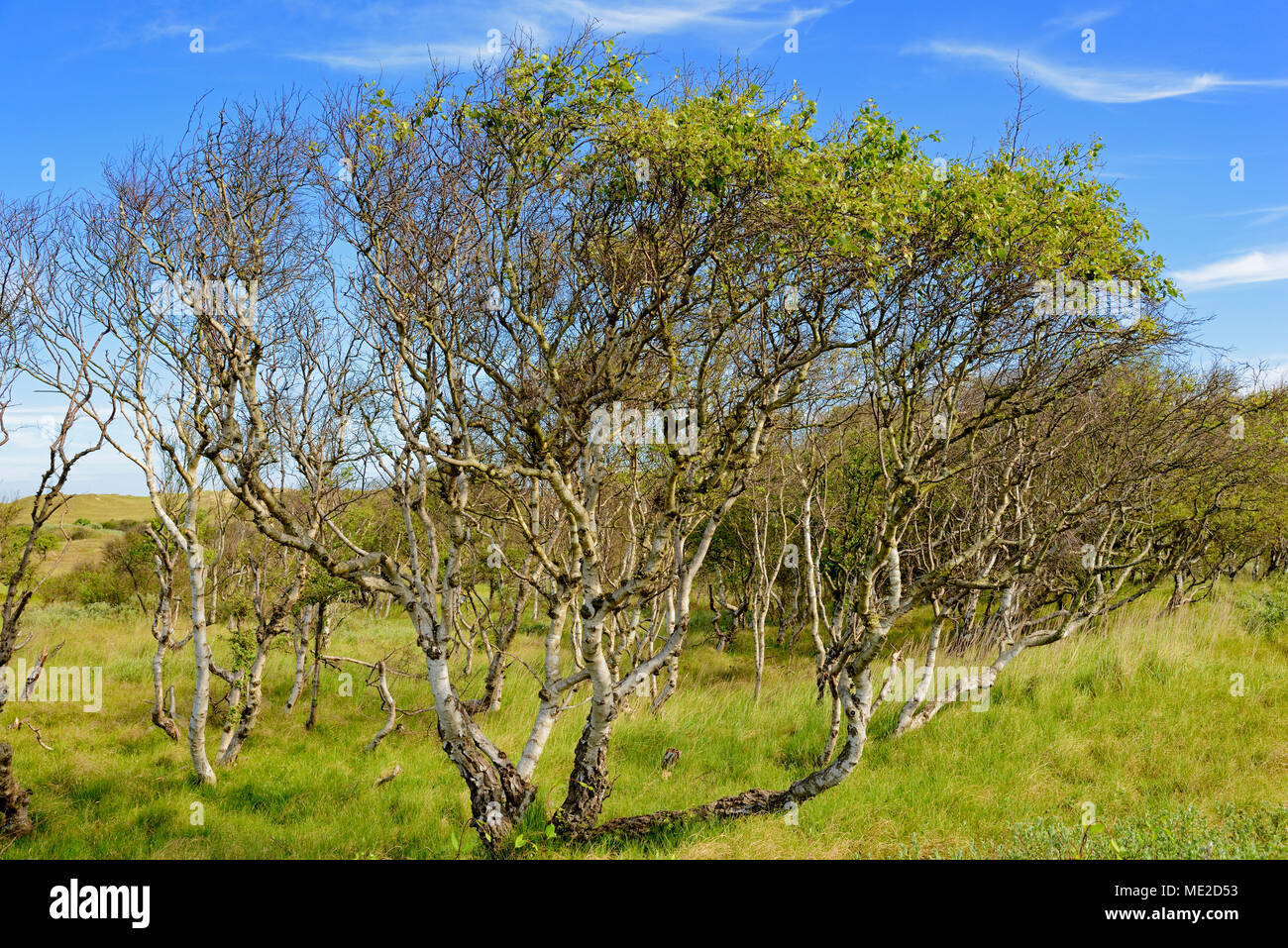 Birches (Betula), forest with bizarrely grown trees, Norderney, East ...
