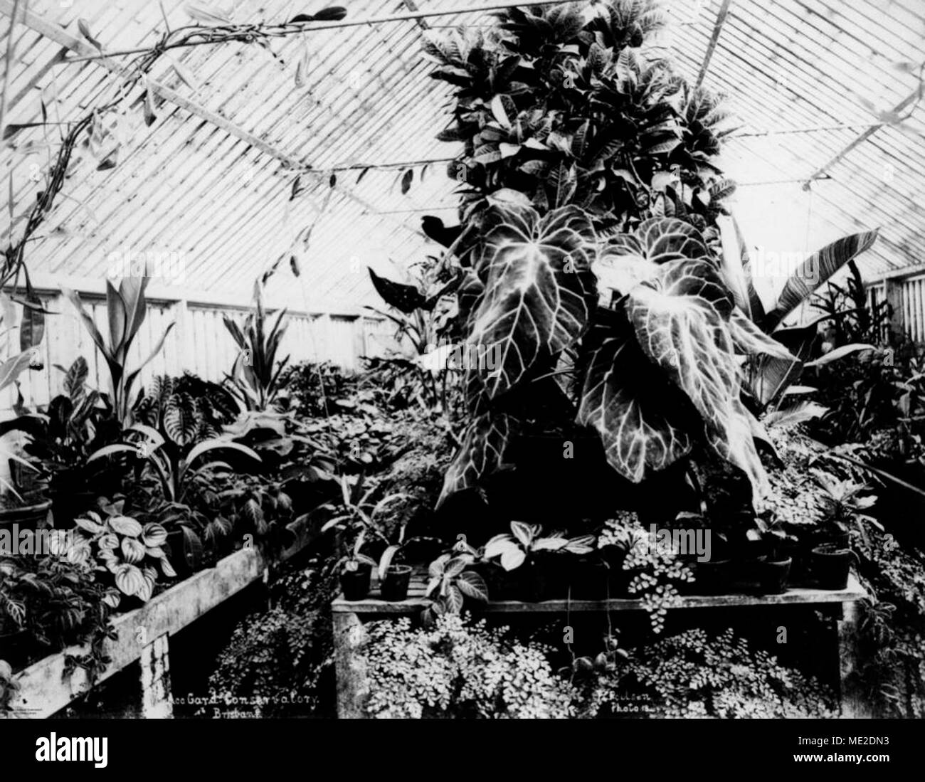 Fern-filled Conservatory at Bowen Park, Brisbane, ca 1890 Stock Photo ...