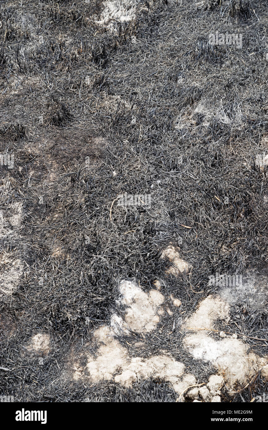 ground that has been burned by the Pleasant Fire wildfire with charred ...