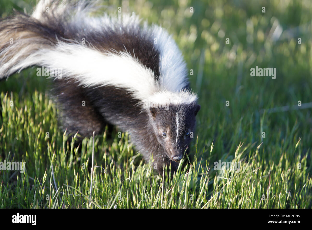 Mephitis mephitis spray hi-res stock photography and images - Alamy