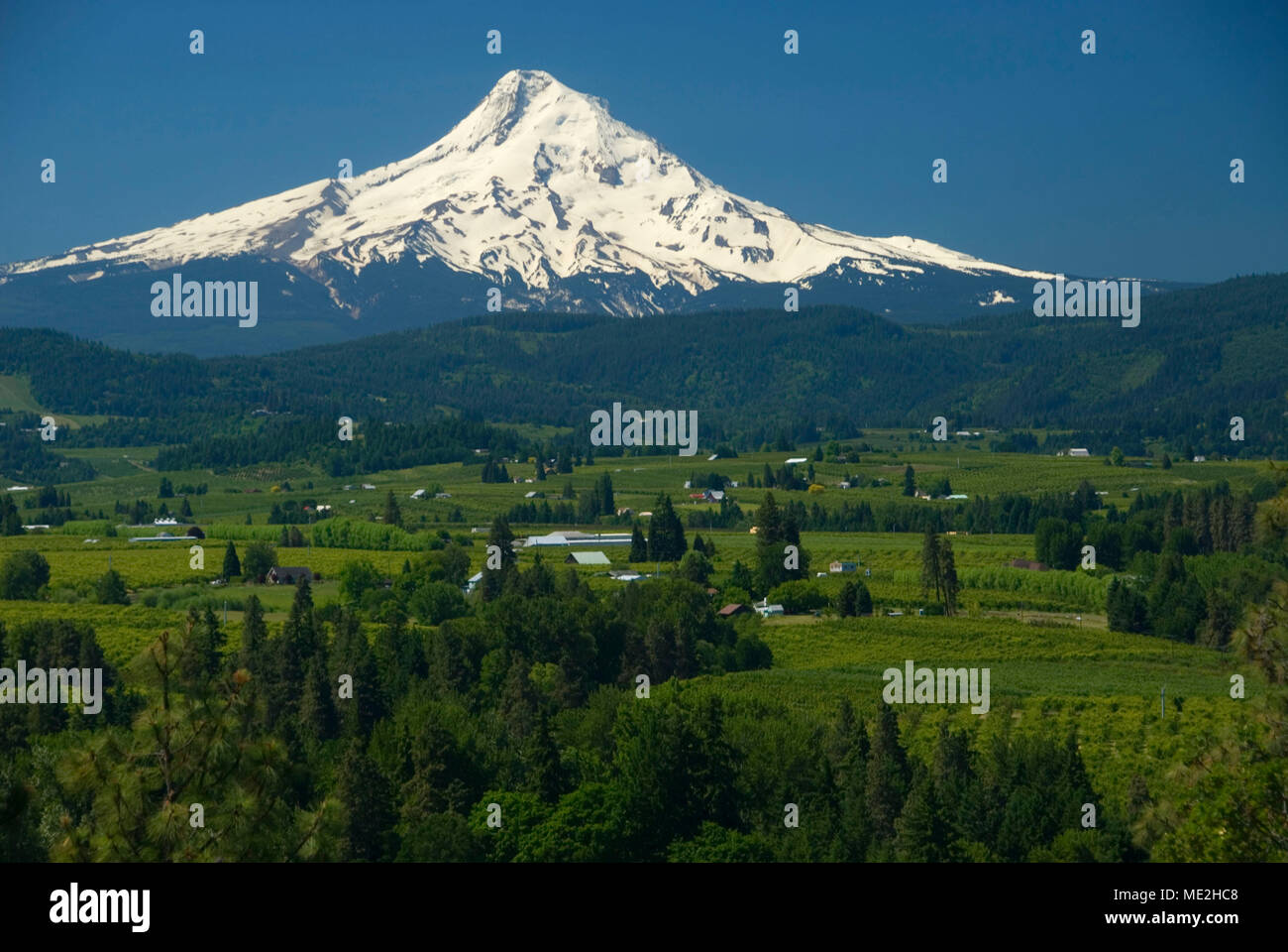 Mt Hood over orchards, Panorama Point County Park, Columbia River Gorge ...