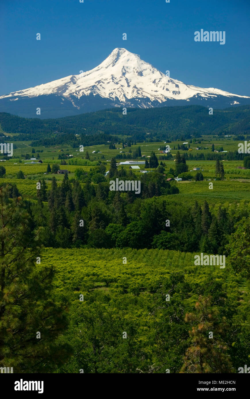 Mt Hood over orchards, Panorama Point County Park, Columbia River Gorge ...