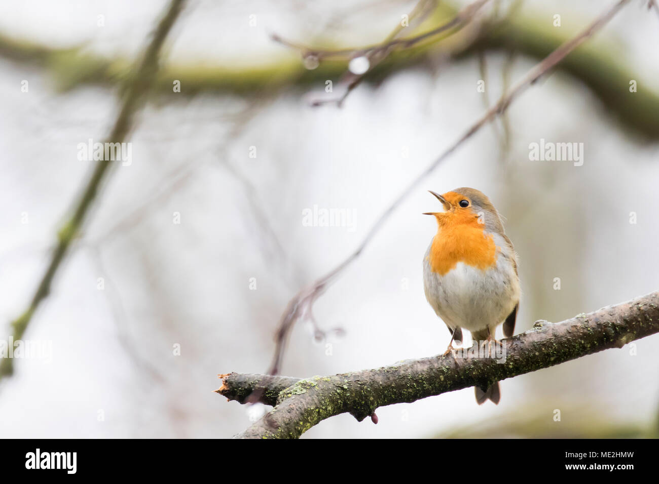 Singing European robin (Erithacus rubecula) on branch, Hesse, Germany ...