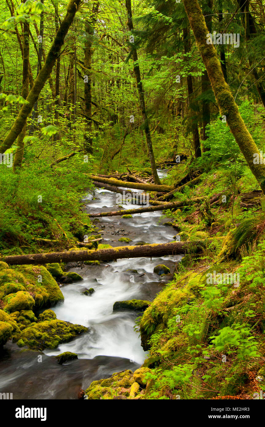 Gorton Creek, Mt Hood National Forest, Columbia River Gorge National ...