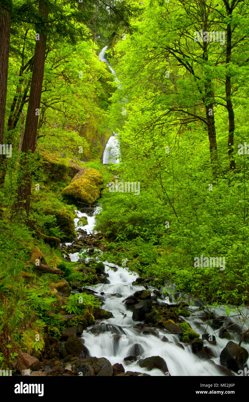 Wahkeena Falls, Mt Hood National Forest, Columbia River Gorge National Scenic Area, Oregon Stock ...
