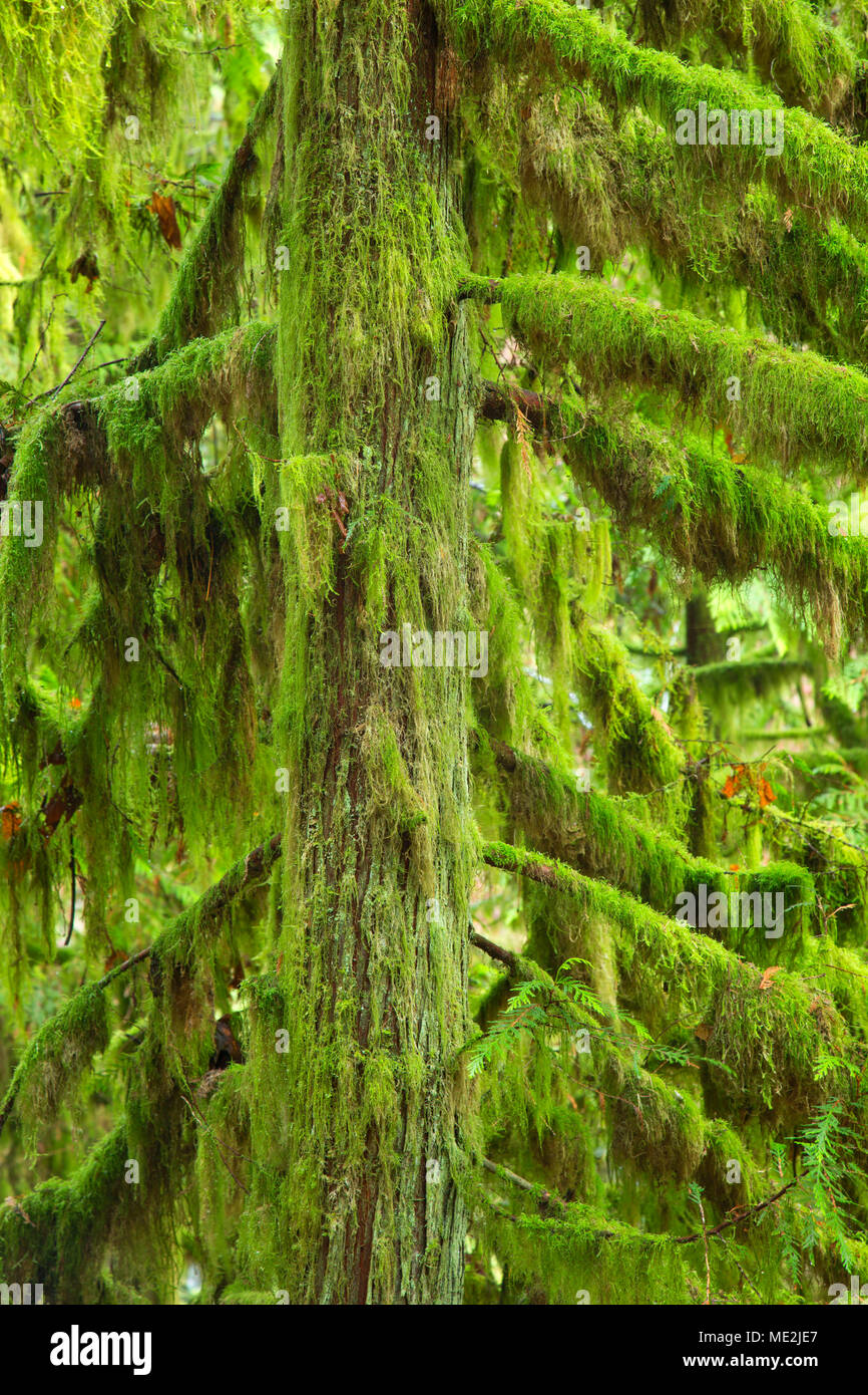 Western red cedar, George Joseph State Park, Columbia River Gorge ...