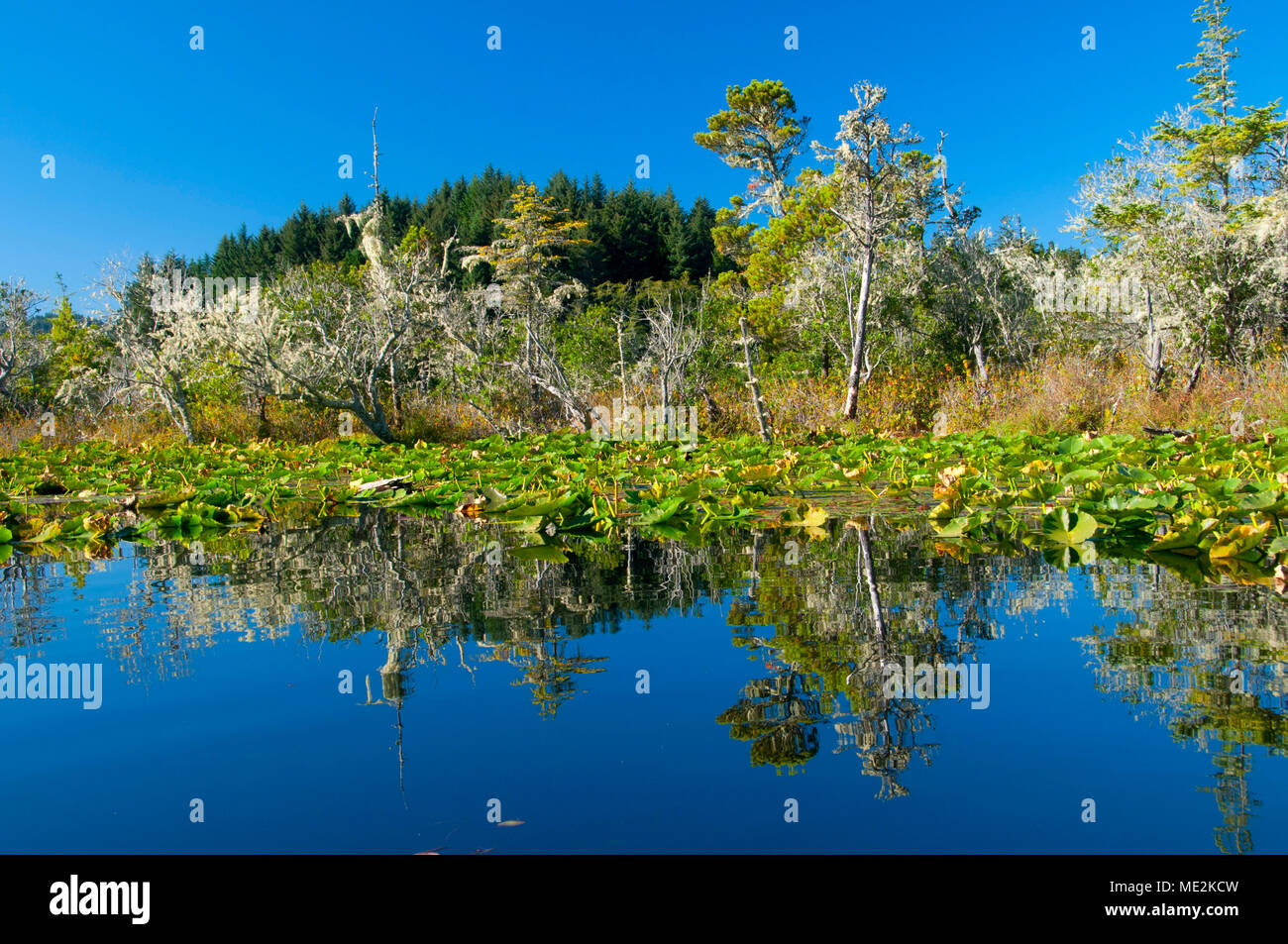 Weed Island on Tahkenitch Lake, Oregon Dunes National Recreation Area ...