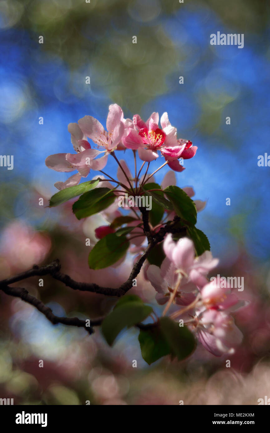 Apple. Branch of apple trees. Background with apple in spring day ...
