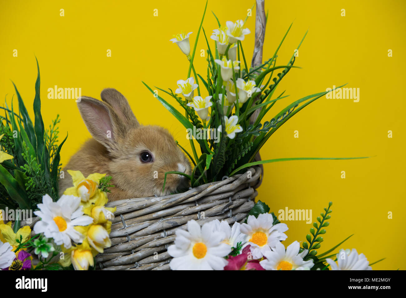 Cute rabbit with flowers Stock Photo - Alamy