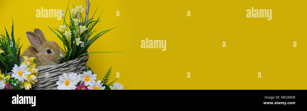 Cute rabbit with flowers Stock Photo - Alamy