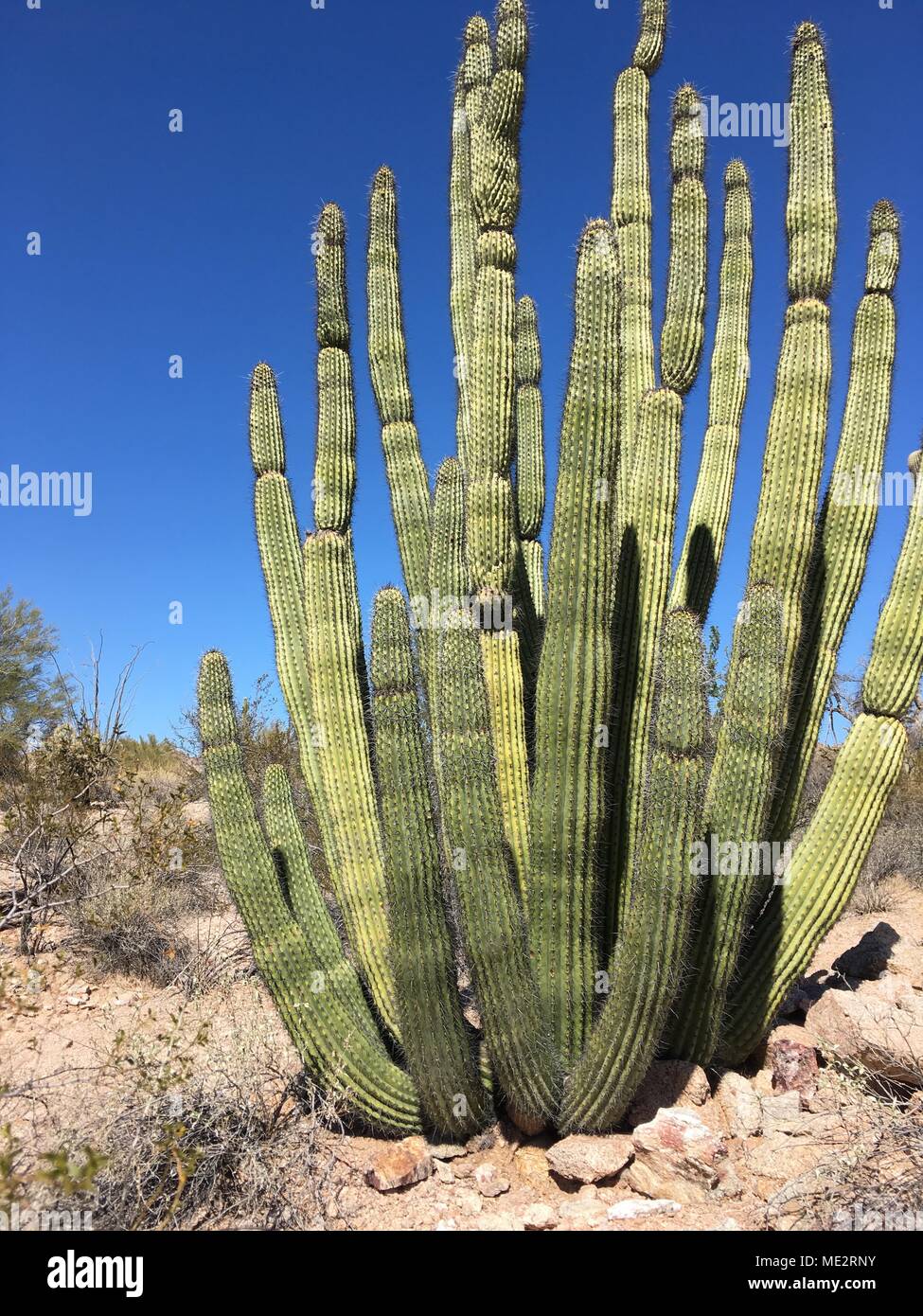 California Fan Palm Tree Stock Photo - Alamy