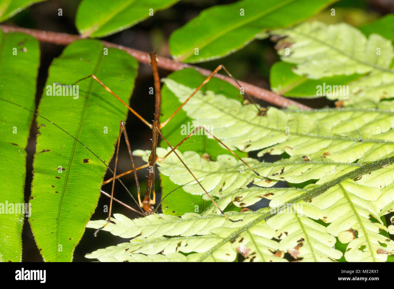 Stick Insect (Phasmid) eating a fern leaf in the rainforest understory ...