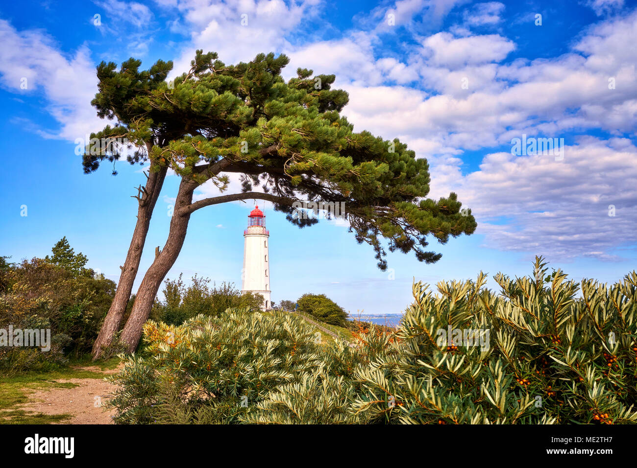 Tree at the lighthouse on the island Hiddensee Stock Photo - Alamy