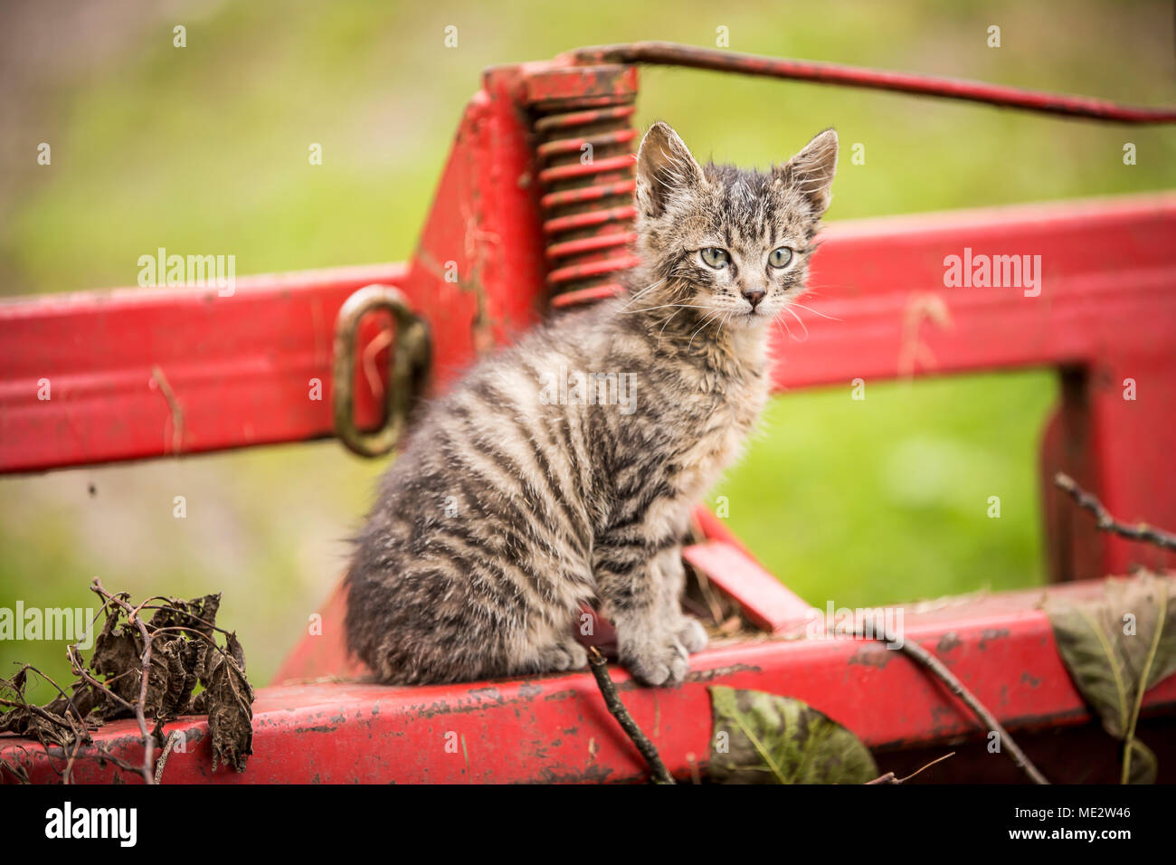 Kittens playing outside in grass hi-res stock photography and images ...