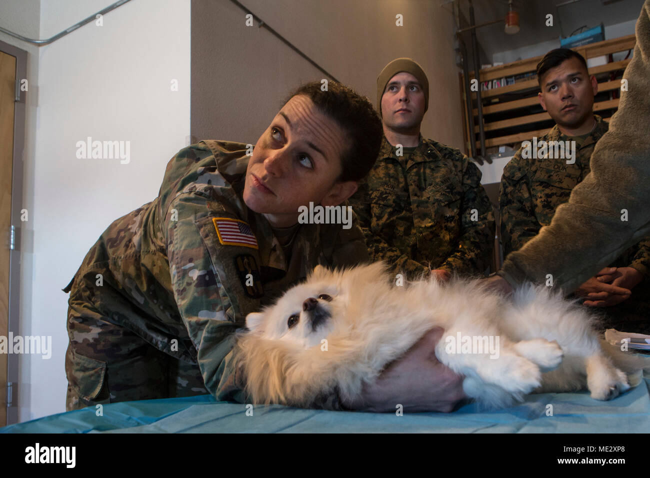445th medical detachment veterinary services hi-res stock photography ...