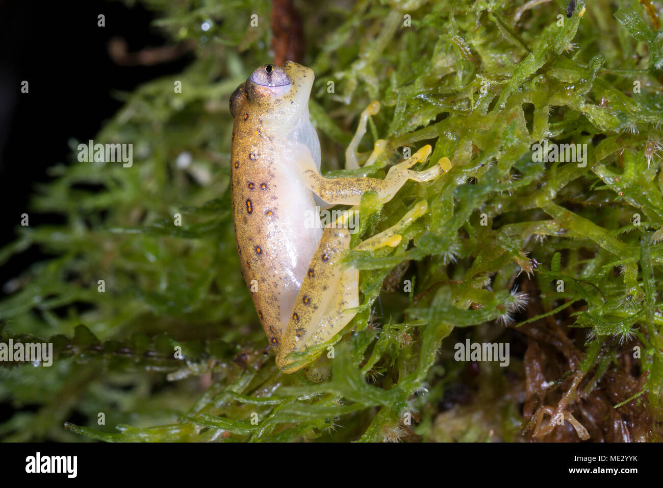 A very rare and critically endengered glass frog (Nymphargus anomalus ...